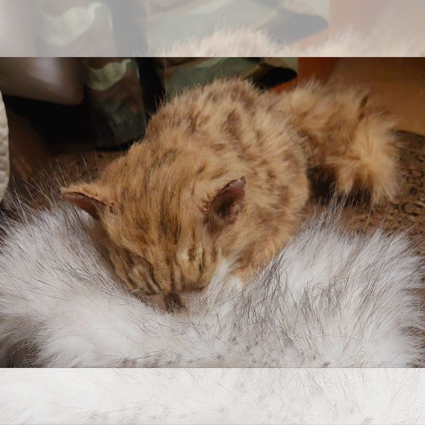 Котёнок от частного владельца