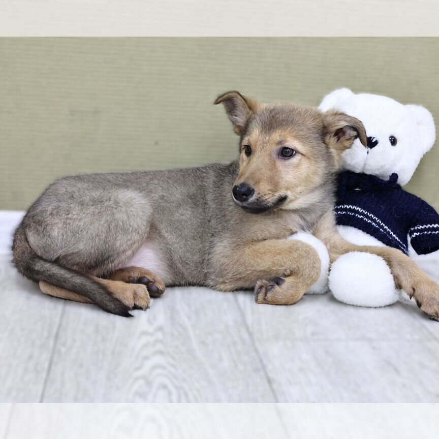 Щенок в добрые руки