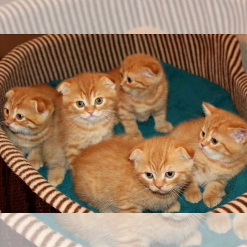 Золотые вислоушки