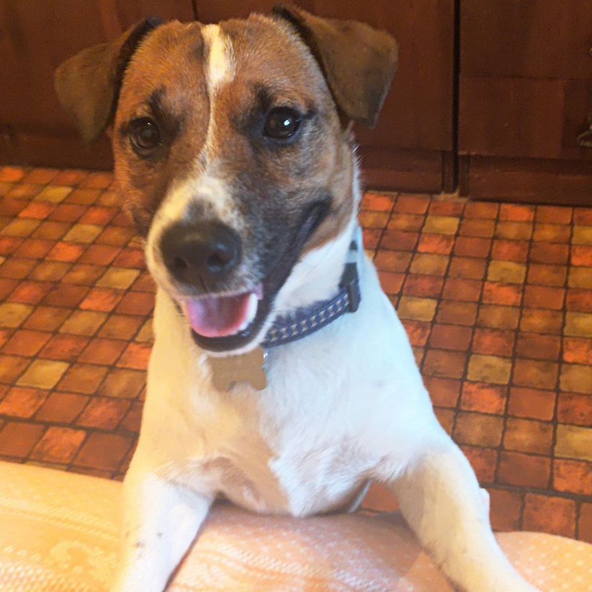 Джек-рассел-терьер, щенок