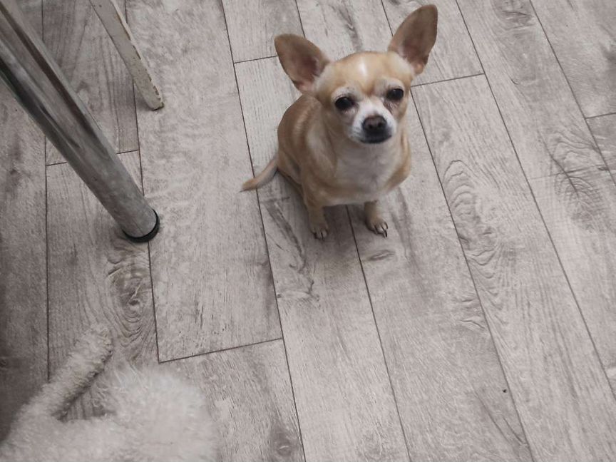 Чихуахуа отдам в добрые руки мальчик