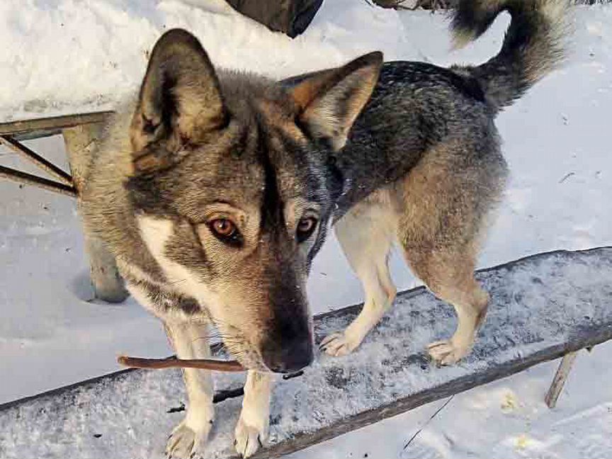 Отличный пёс Буран