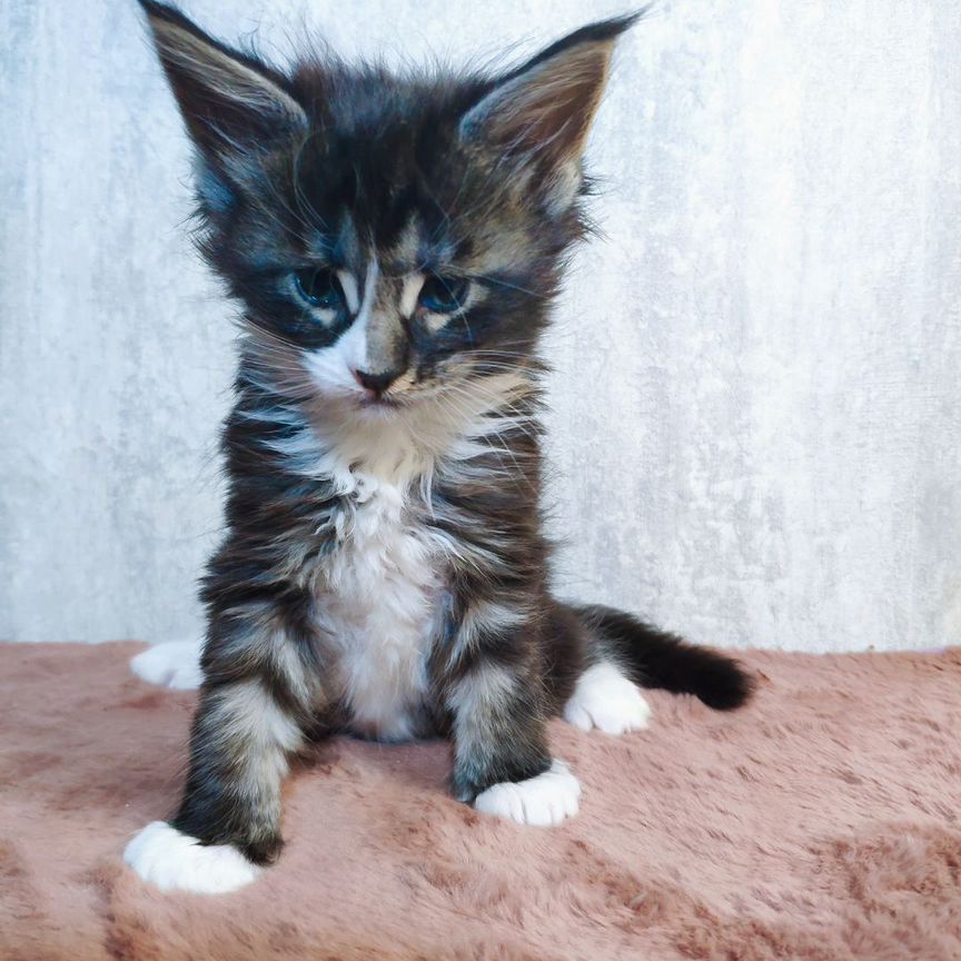 Мейн-кун котик из питомника