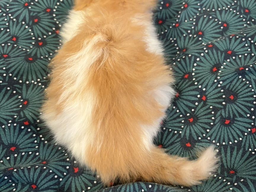 Котенок Отдам в добрые руки