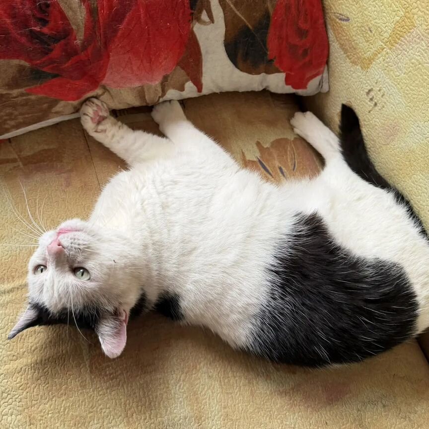 Взрослый кот в добрые руки