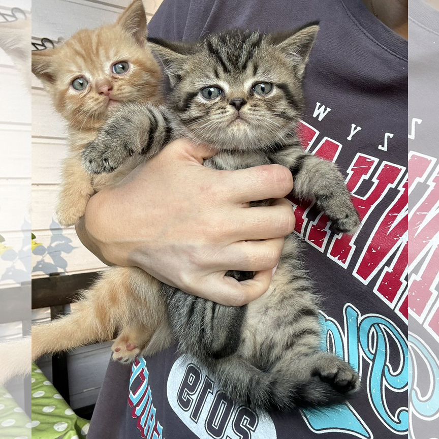 Котята экзоты