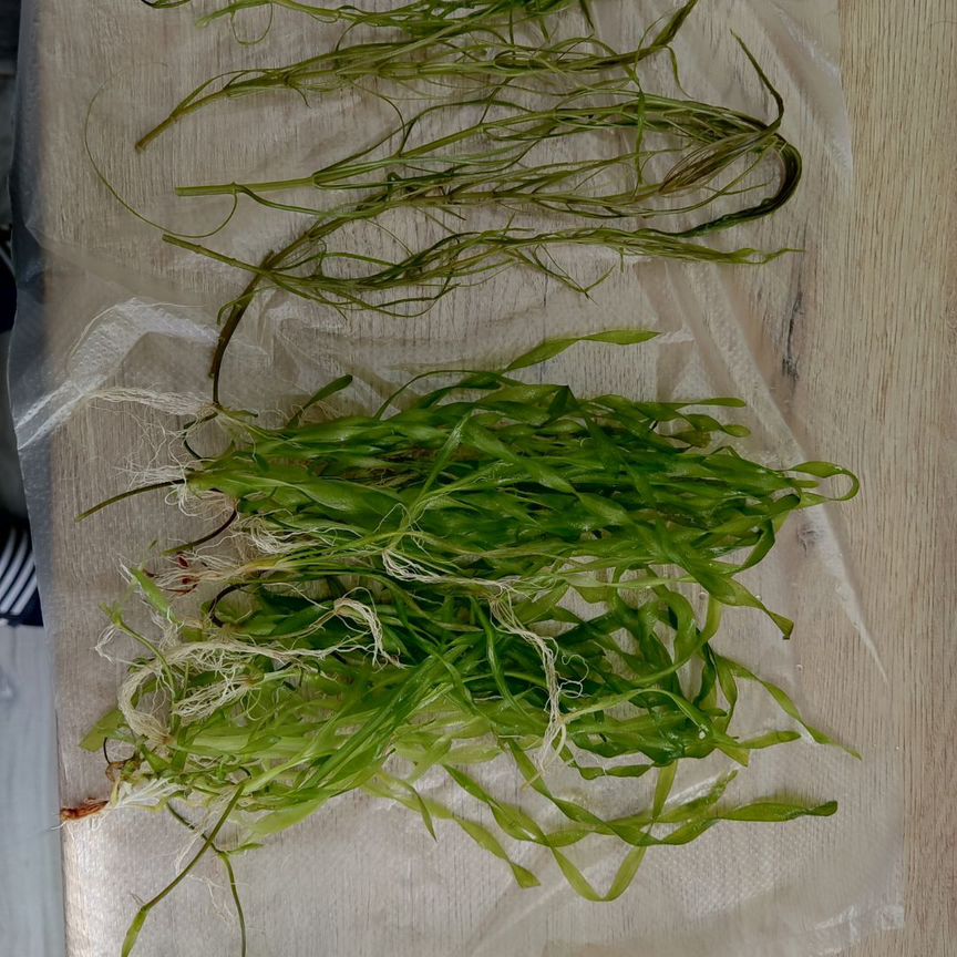 Растение в аквариумное