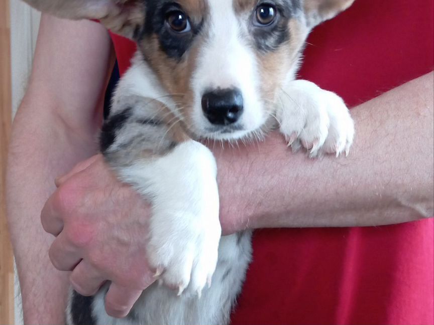 Подрощенный