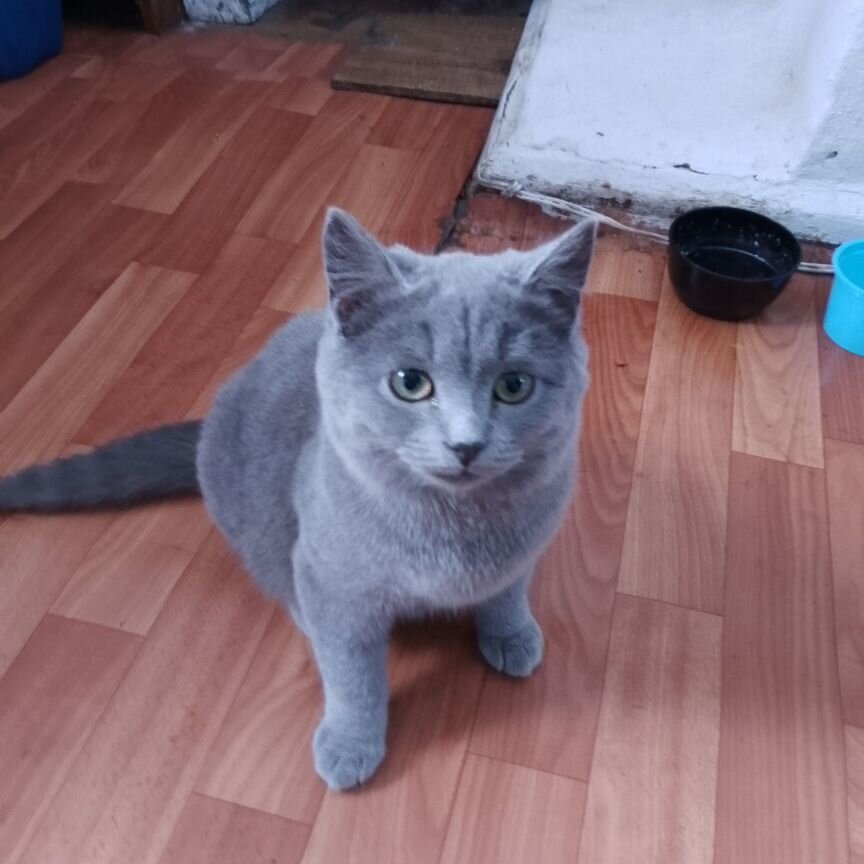 Котенок-мышелов