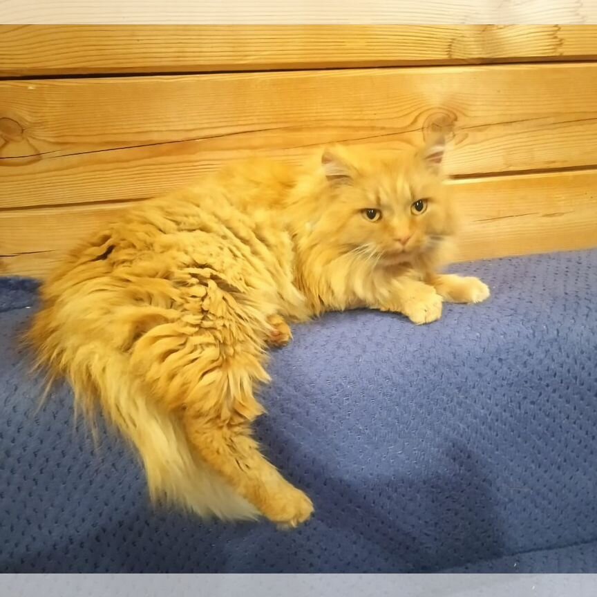 Взрослый кот в добрые руки