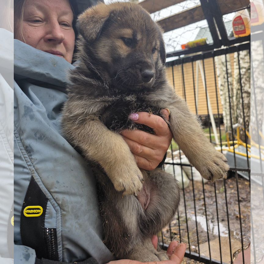 Щенок в добрые руки