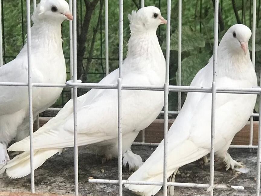 Бакинские бойные голуби старопородные