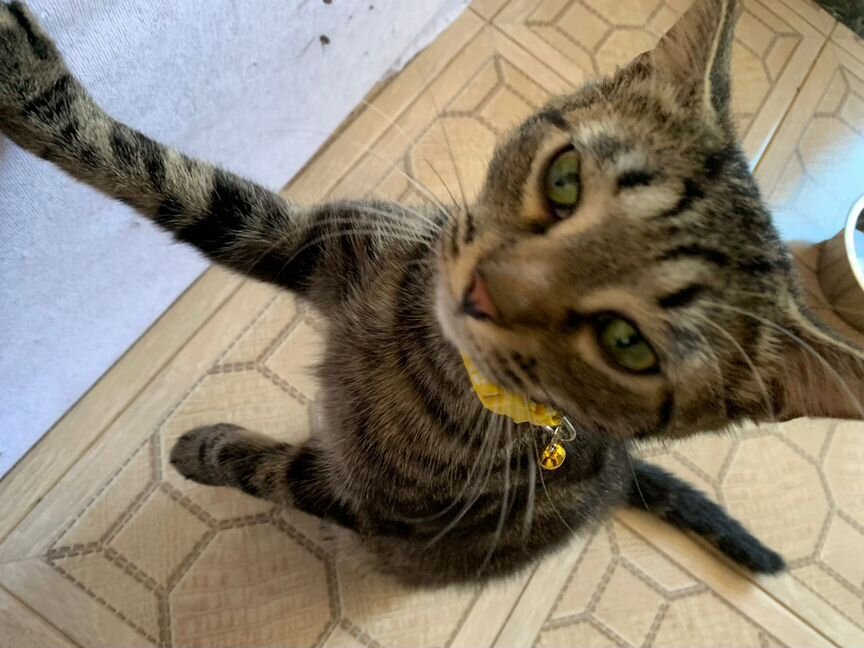 Котенок в добрые руки