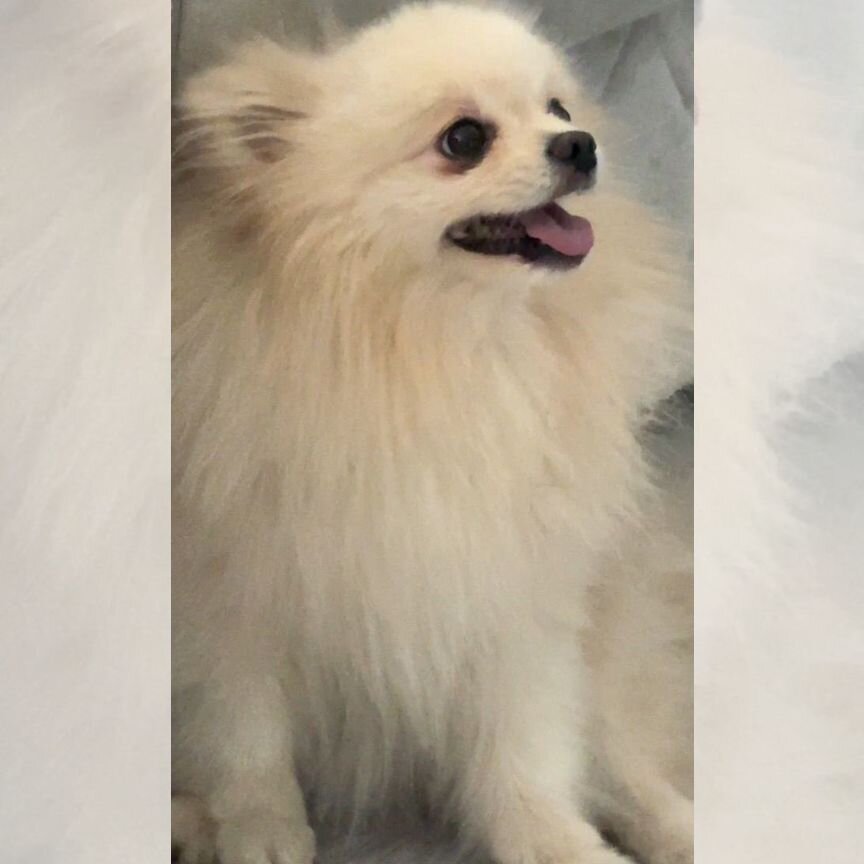 Померанский шпиц, взрослый пёс