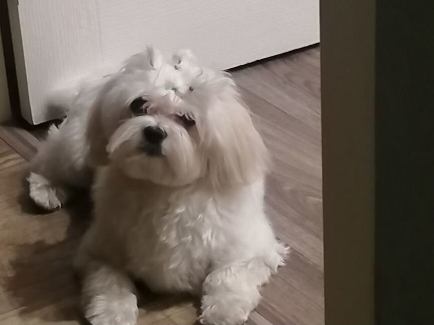 Продаётся мальтийская болонка