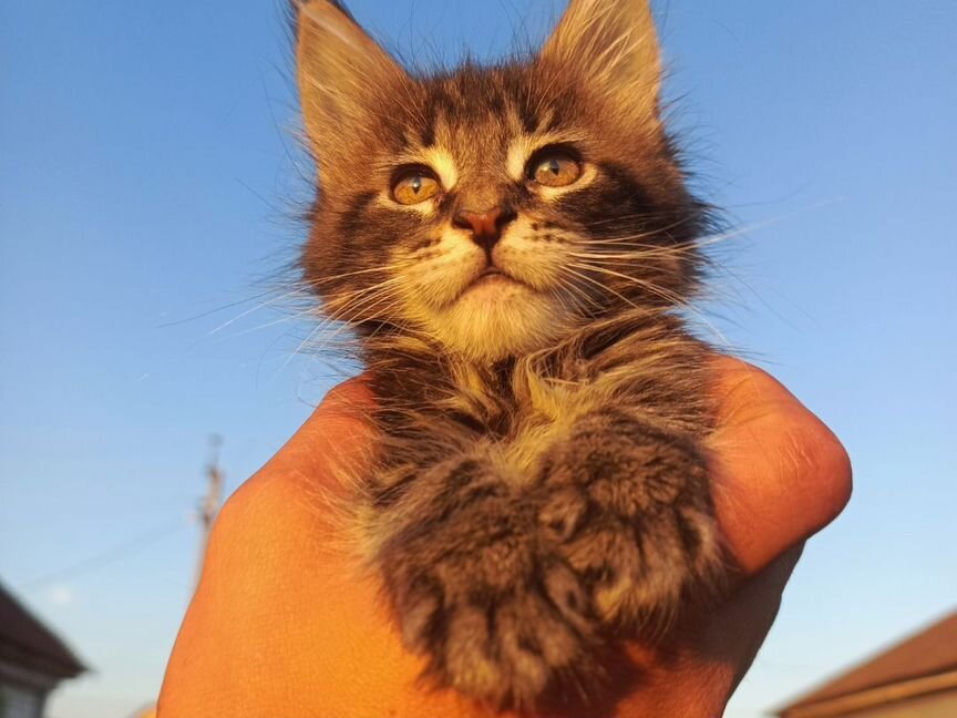 Мейн-кун в мраморной шубке