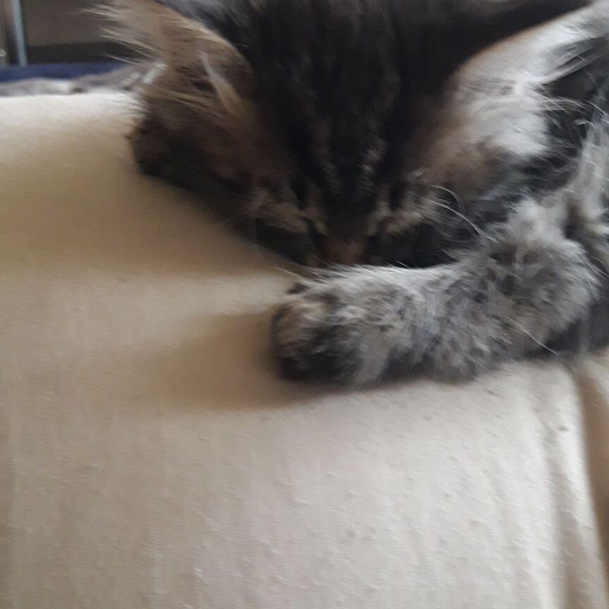 Котенок девочка в добрые руки