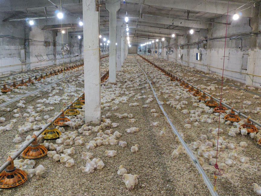 Бройлеры живым весом