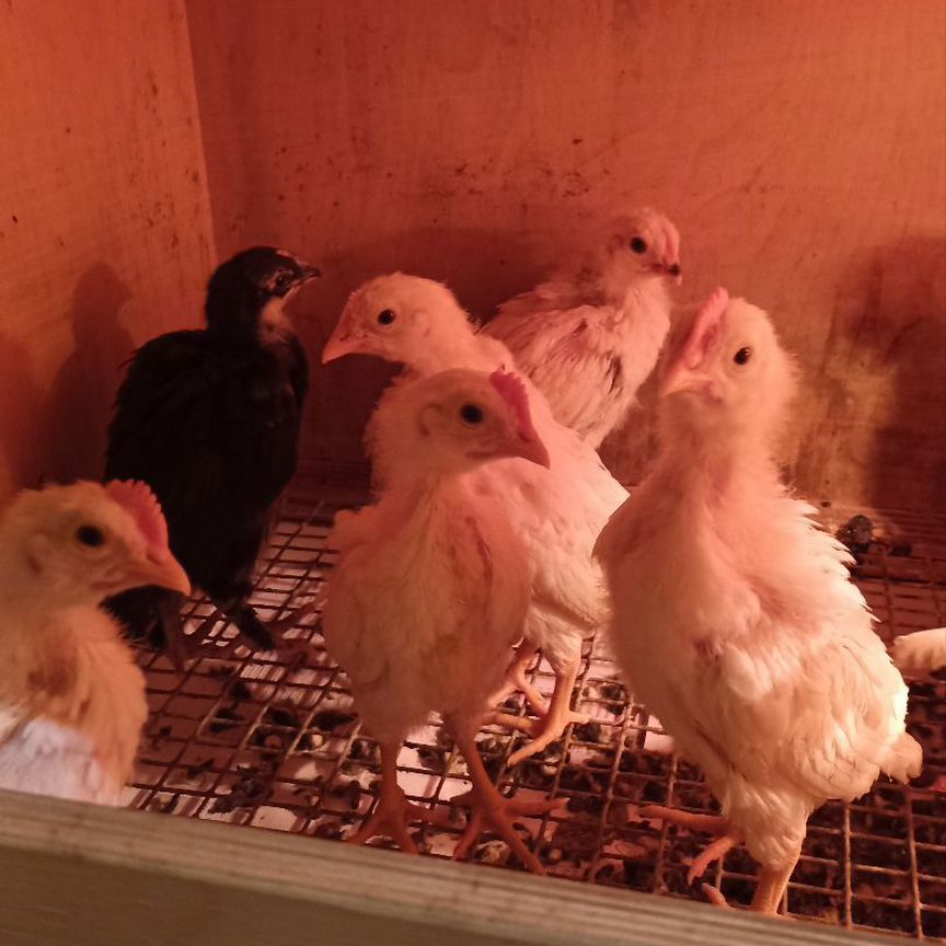 Петушки легорн и доминант 109