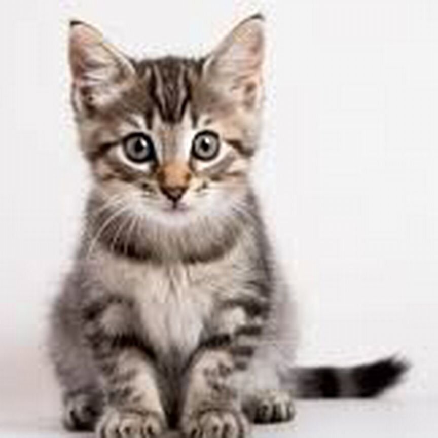 Канадский сфинкс котёнок