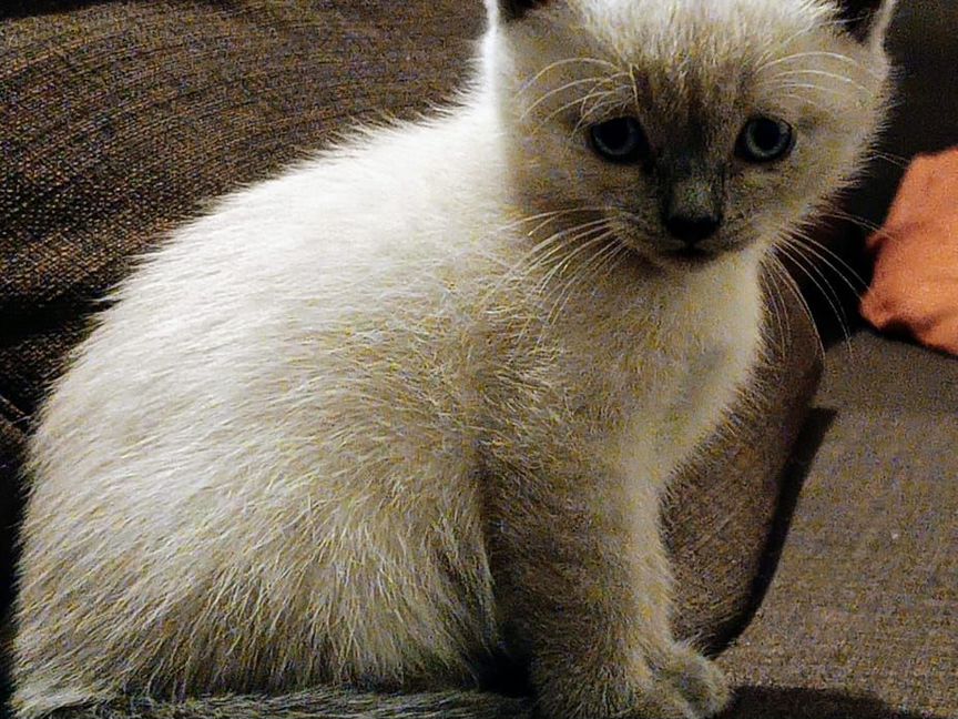 Британские котята
