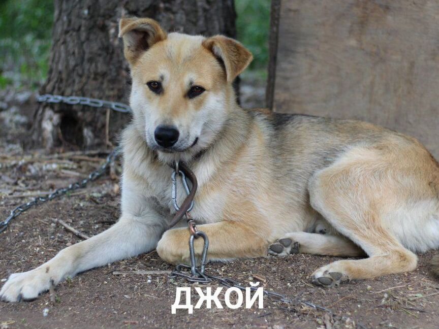 Собака в добрые руки