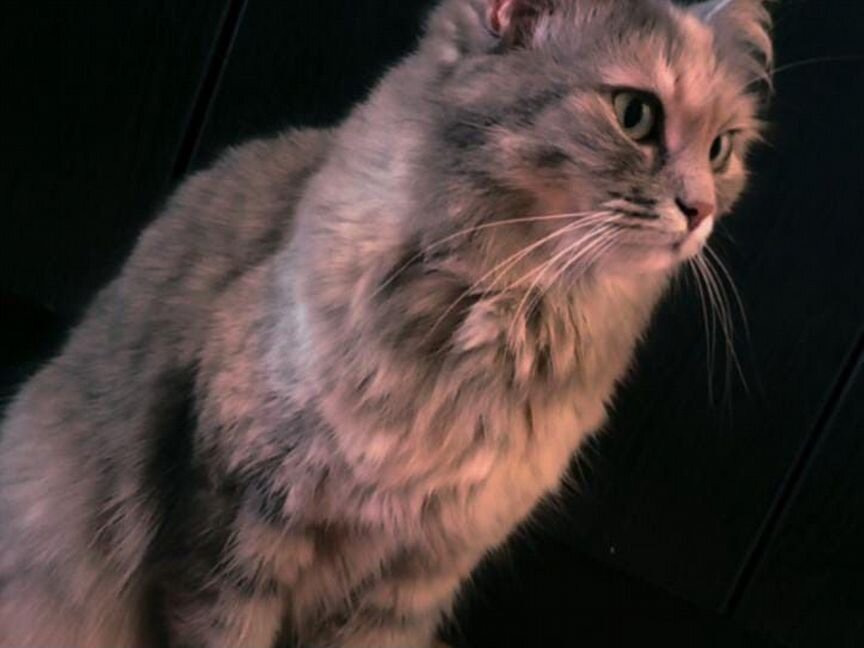 Сомалийская