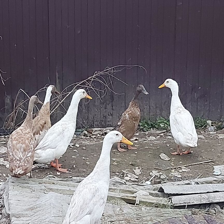 Индийский бегунок селезни