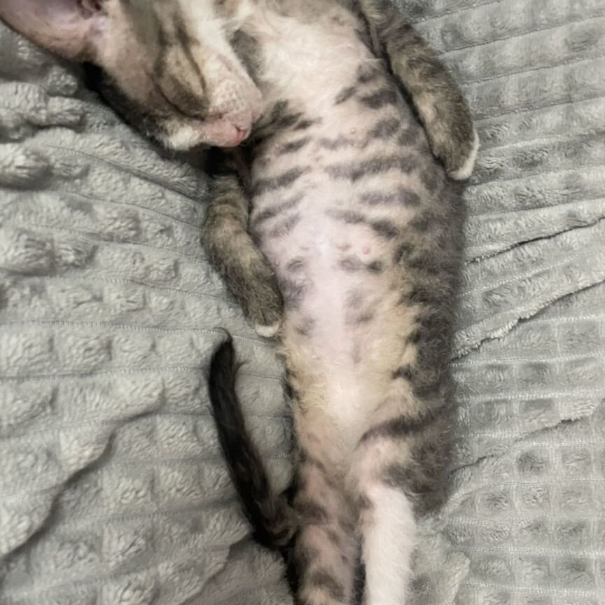 Котенок сфинкс-браш