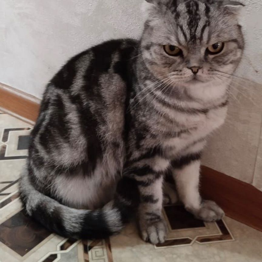 Шотландская