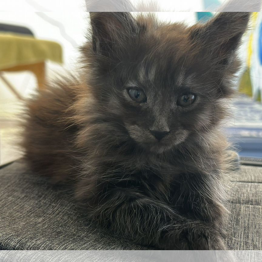 Котята мейн-кун