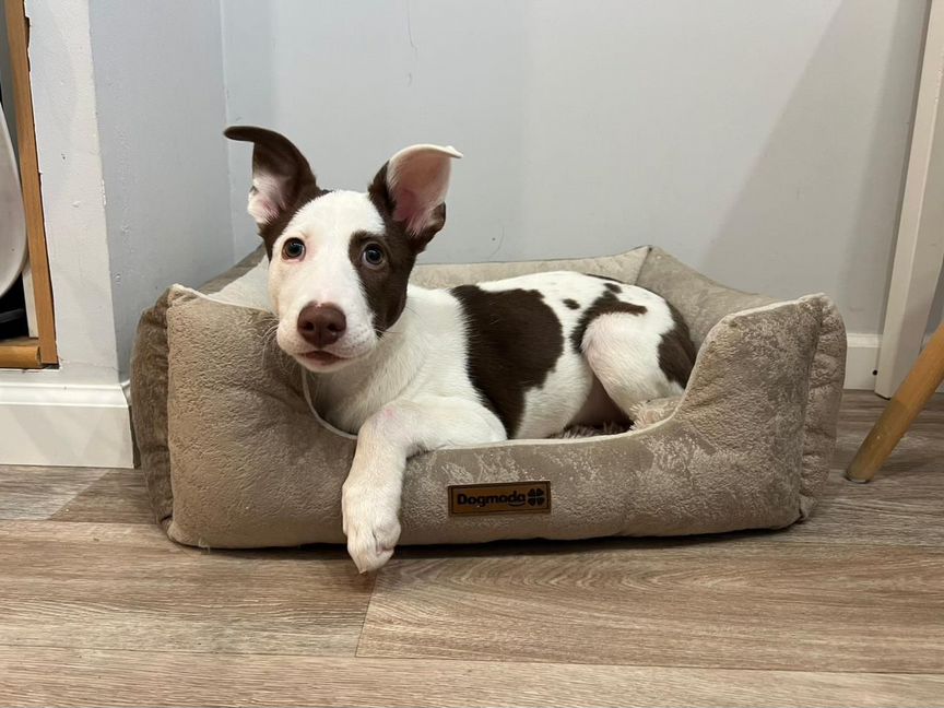 Щенок в добрые руки