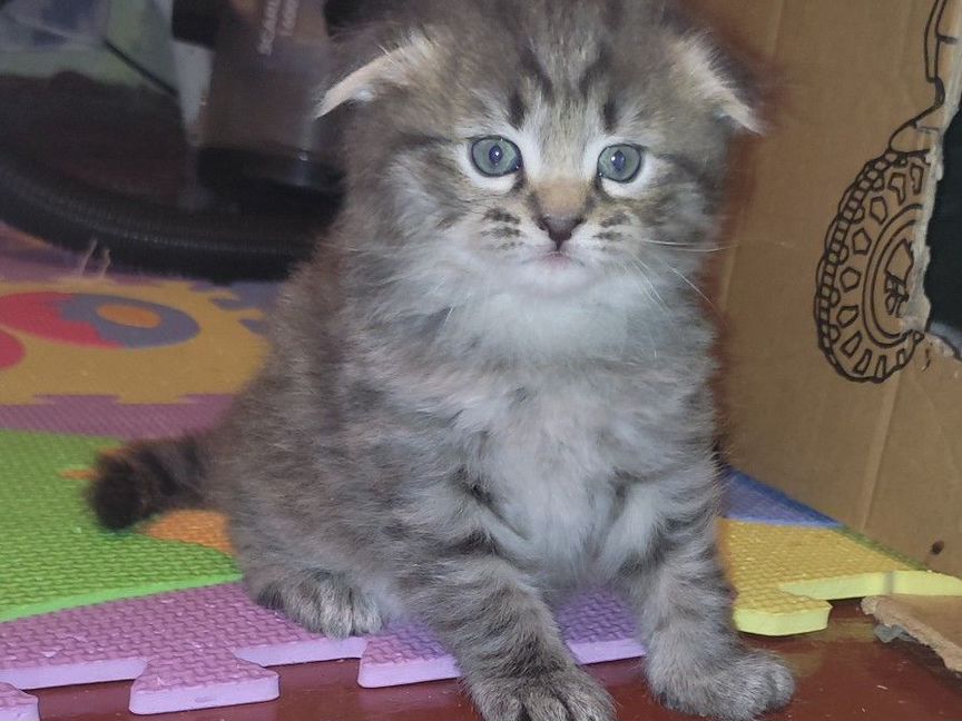 Вислоухий котёнок