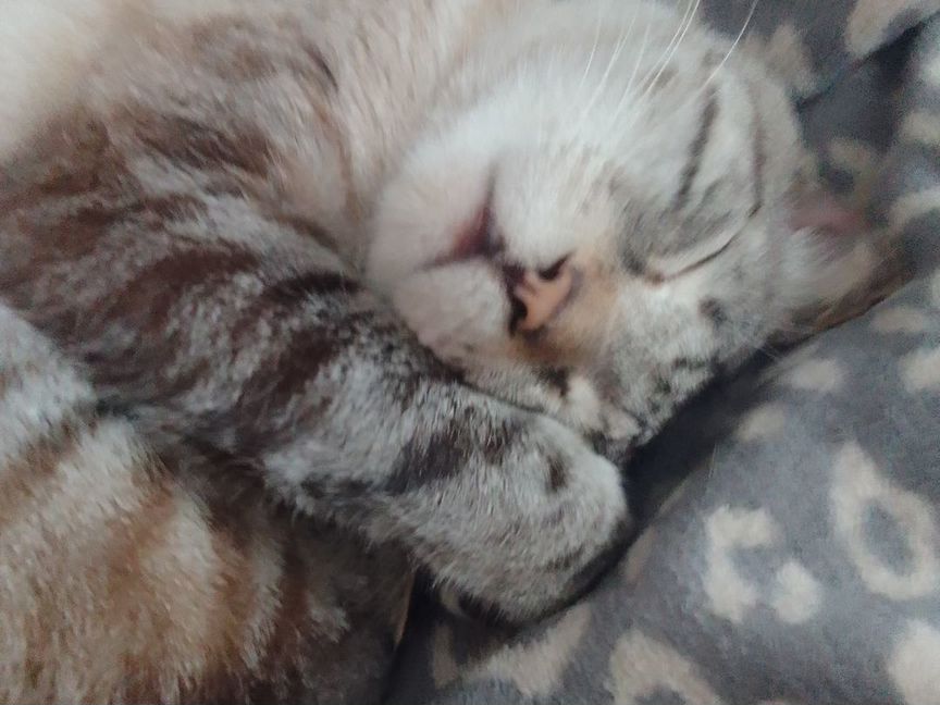 Котята отдам бесплатно