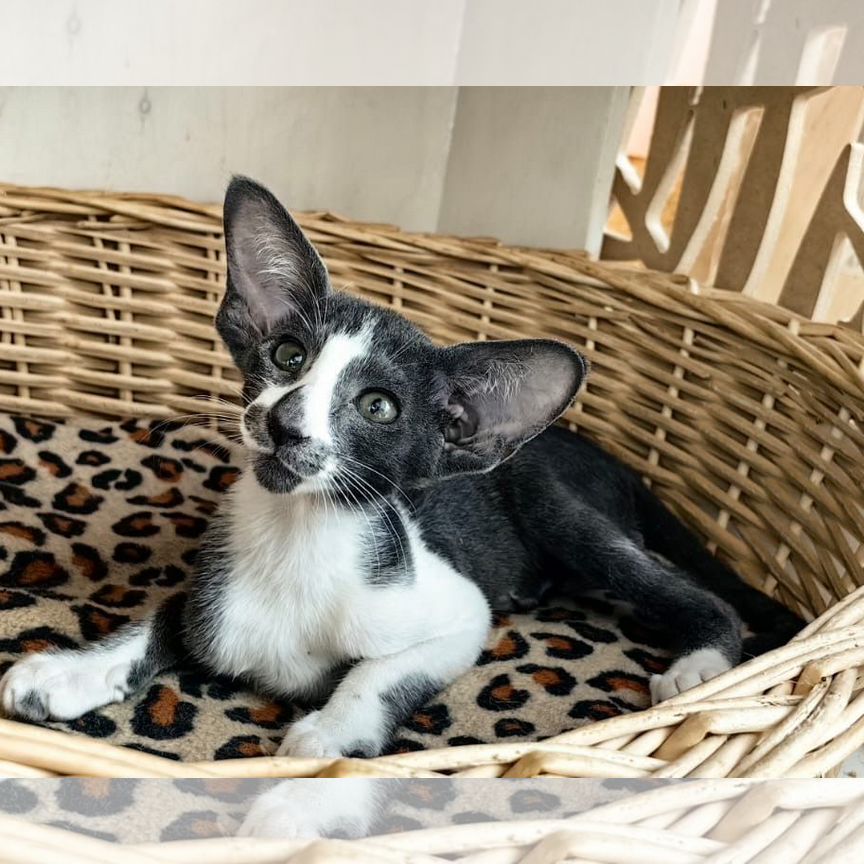 Ориентальный котёнок