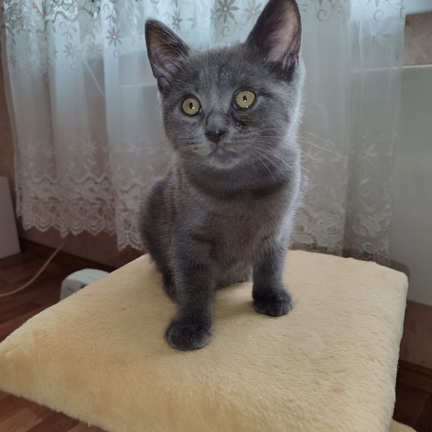 Котенок