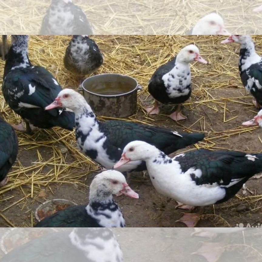 Индоутки на развод