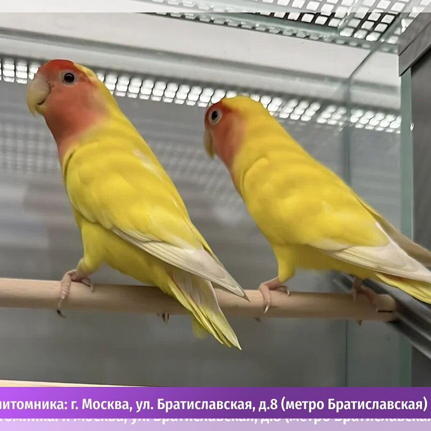 Попугай Неразлучник