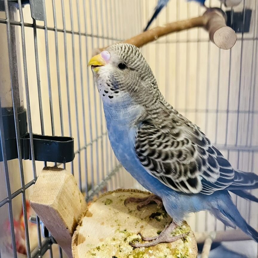 Птенцы волнистый попугай