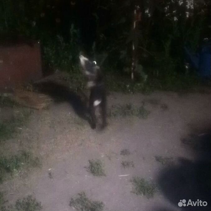 Котики бесплатно мышеловы,черный котик