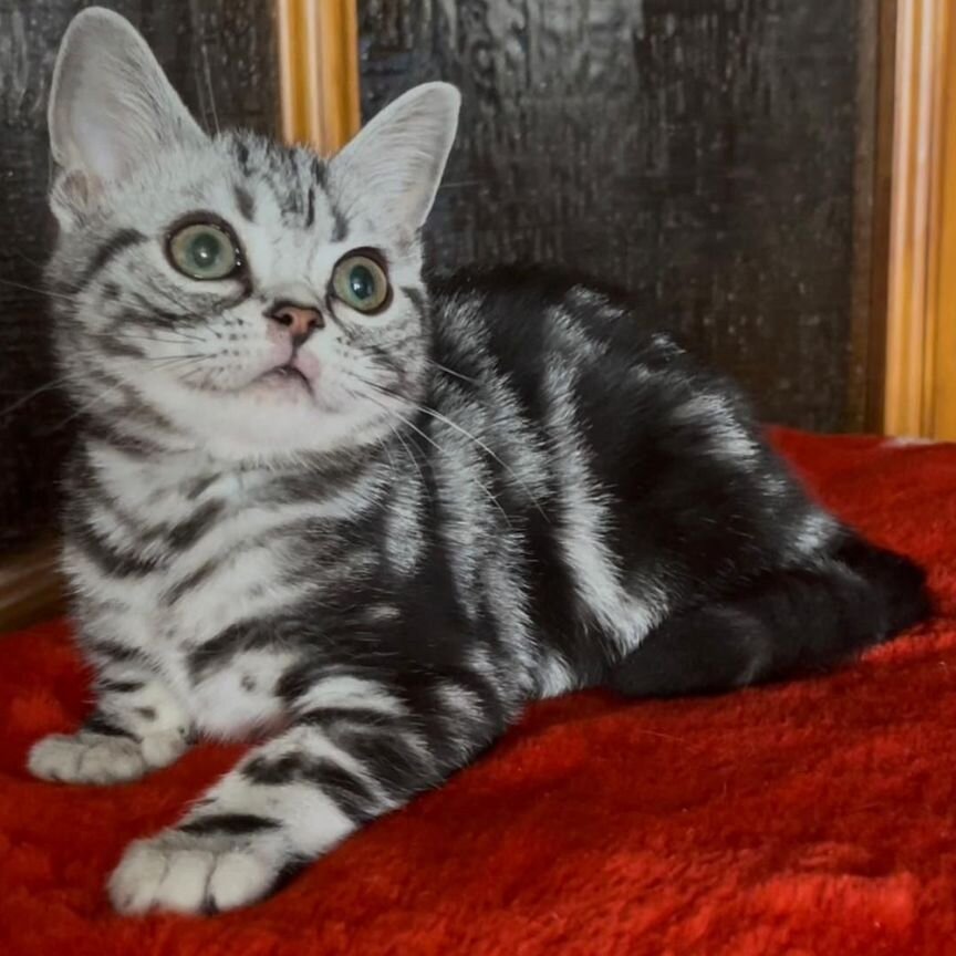 Американские короткошерстные котята