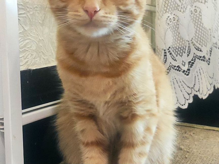 Полушотландская кошка вязка