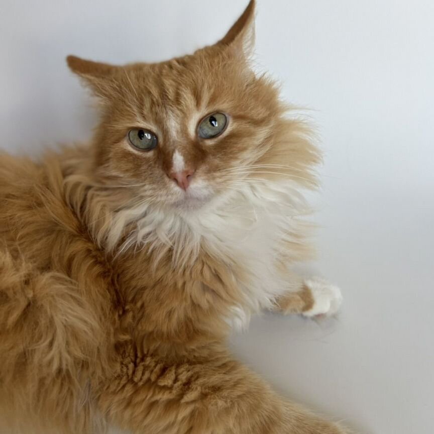 Крксавчег и компаньон Ронни в добрые руки дар