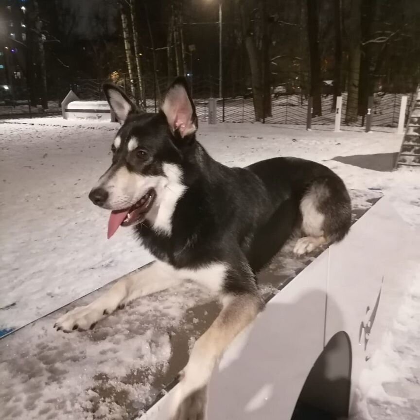 Собака в добрые руки отдам бесплатно