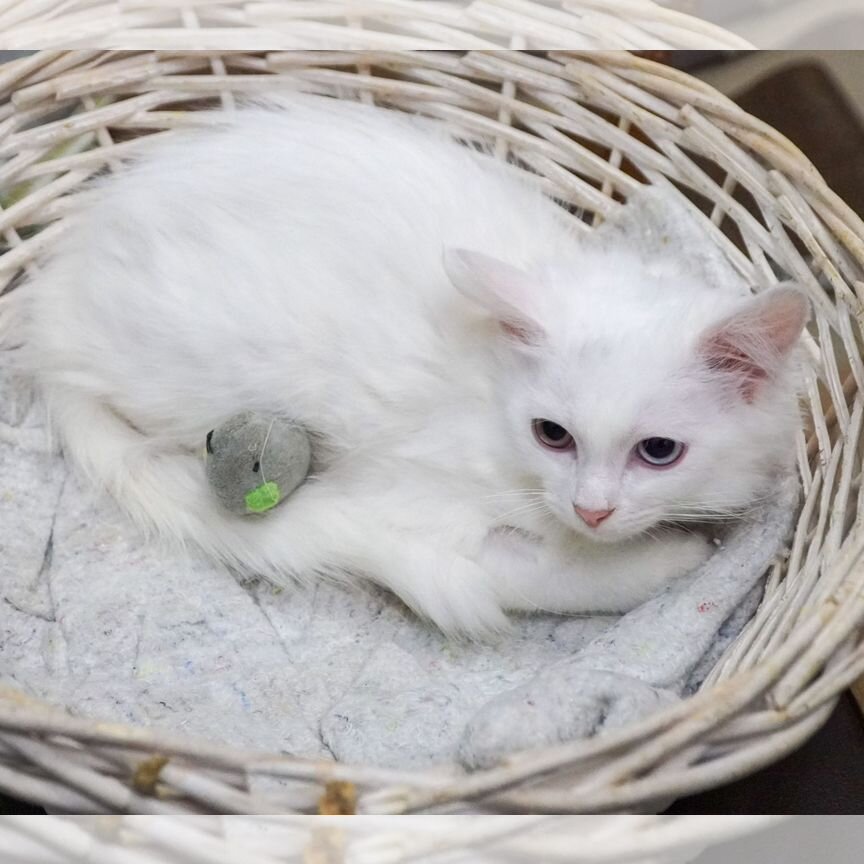 Белоснежка Ася в добрые руки