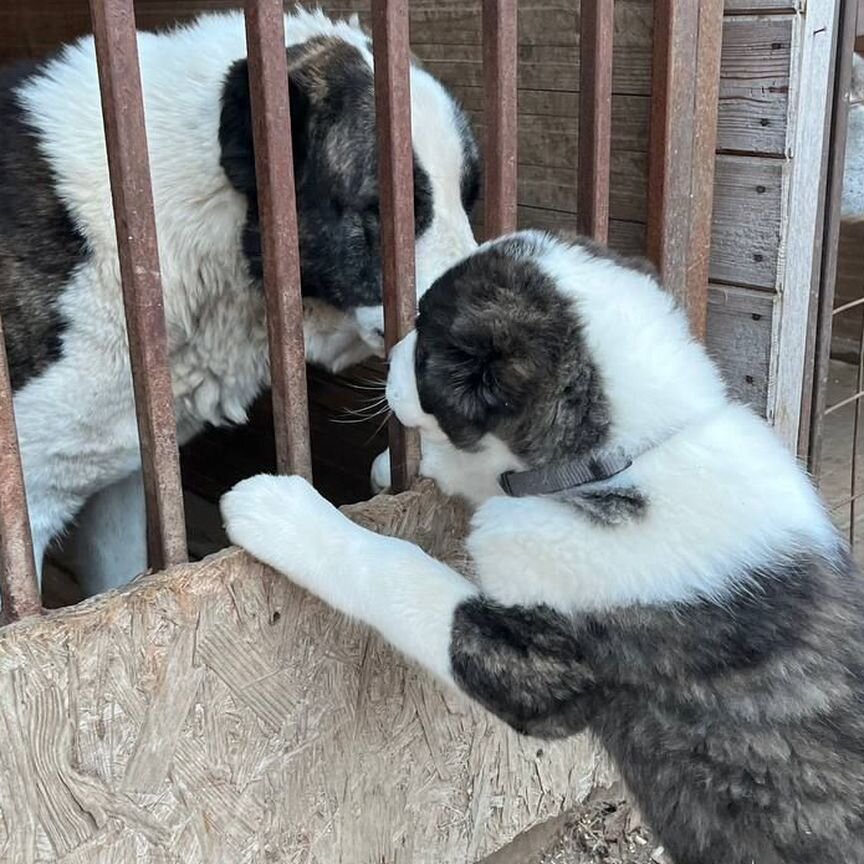 Среднеазиатская овчарка, щенок
