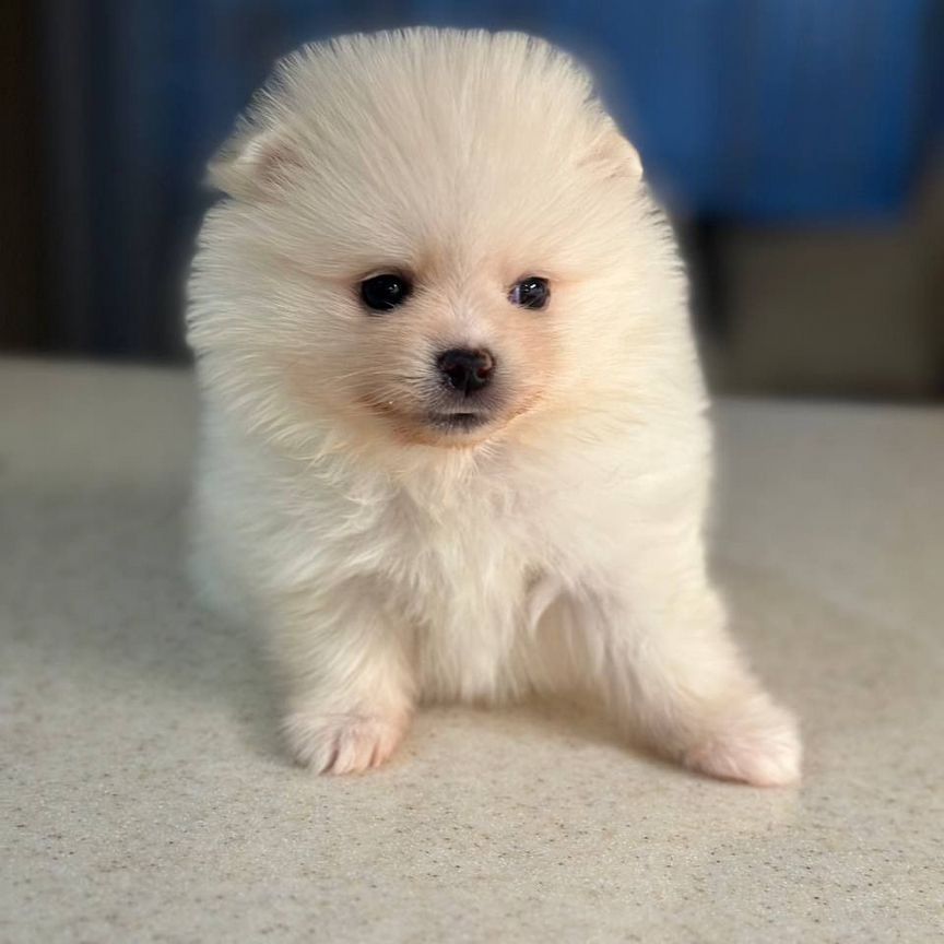 Померанский шпиц щенок девочка