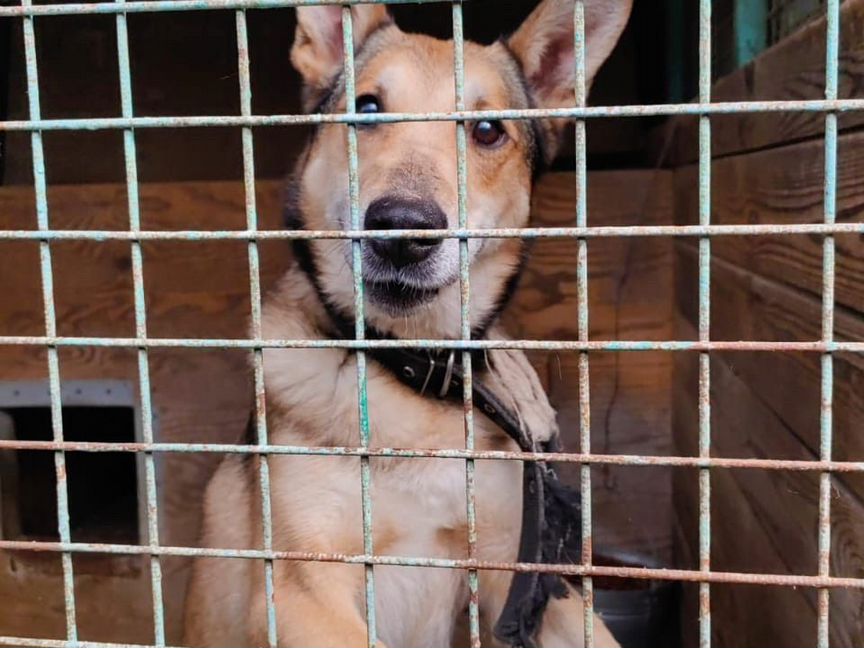 Верный и преданный Хьюго человечный пес