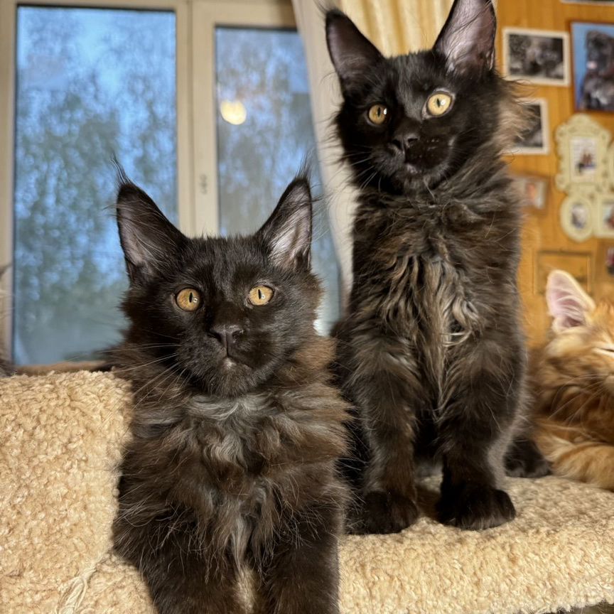 Мейн-кун котята в любимцы и разведение