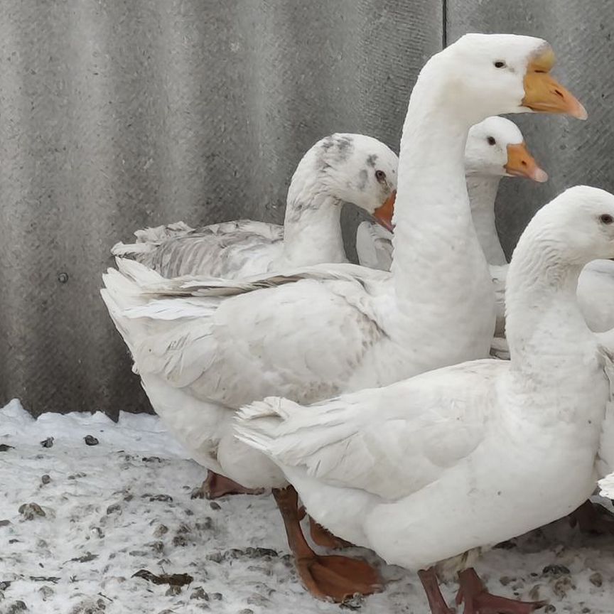 Холмогорские гуси